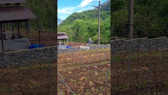 Дегустация в Абхазии
АБХАЗИЯ 2023