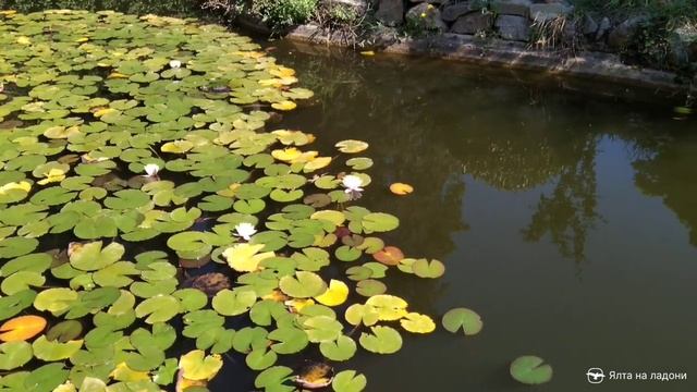 Озеро с черепахами в Форосском парке, Южный берег Крыма