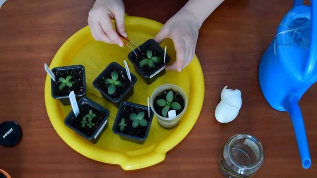 ЭУСТОМА подкормка и уход за молодыми растениями .