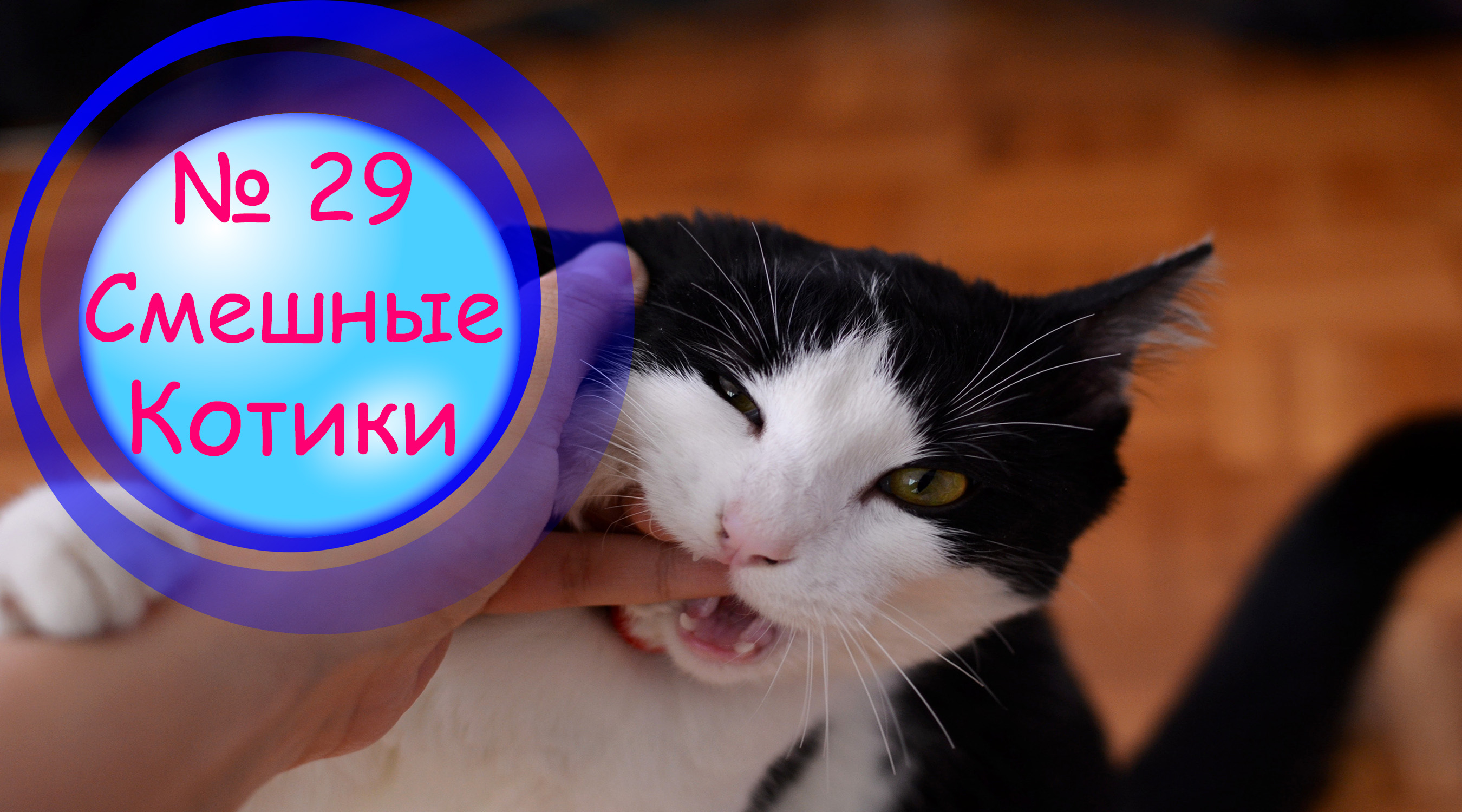 Котики Смешные № 29?