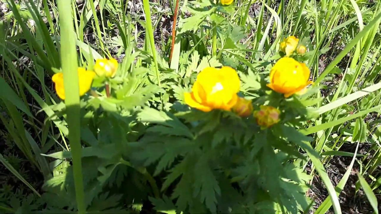 Кукушкины слёзки от ЛОР заболеваний.