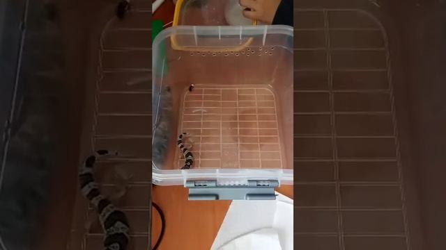 Кормление маленького эублефара-1