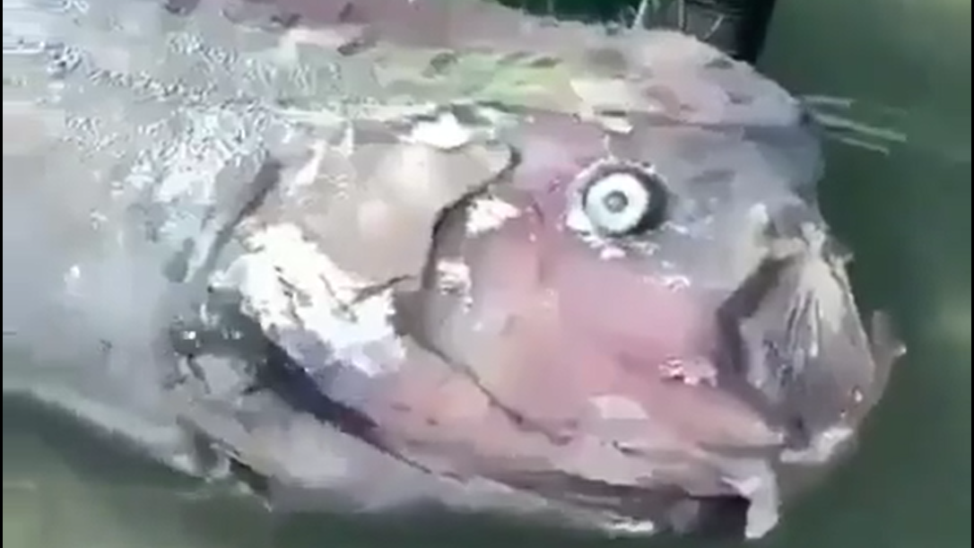 Поймал рыбку