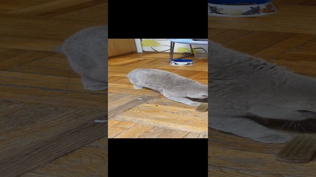 ? Изучаем новые игрушки [#3]