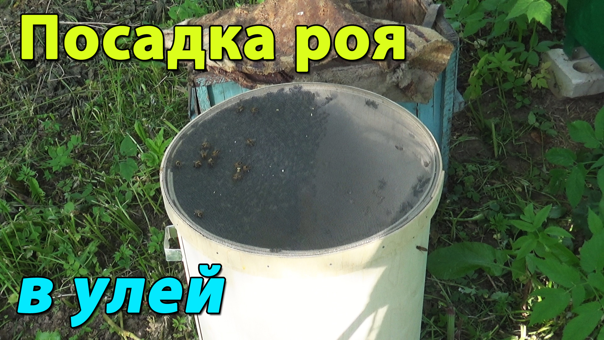 ПОСАДКА РОЯ В УЛЕЙ. БОРЬБА ПЧЁЛ В ДВУХСЕКЦИОННОМ УЛЬЕ. ПРИВОИ НЕ СРАБОТАЛИ