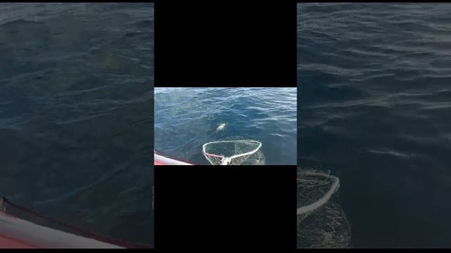 Ловля симы/горбуши троллингом на воблер 80 мм (13 гр) от Mr. Musurok