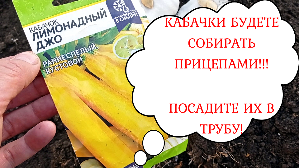 КАБАЧКИ БУДЕТЕ СОБИРАТЬ ПРИЦЕПАМИ!ПОСАДИТЕ ИХ В ТРУБУ!#кабачки#кабачкипосадка#кабачкивтрубе#маманауч