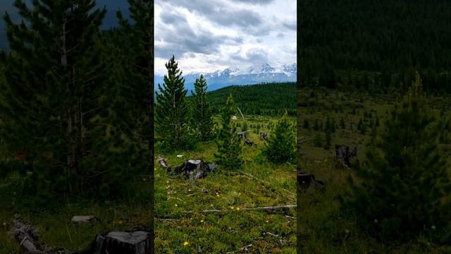 АЛТАЙ | Красота в мелочах #горы #сибирь #алтай