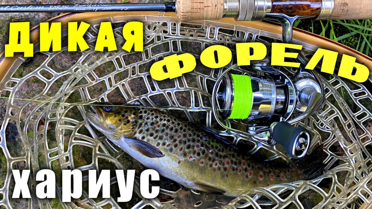 Дикая форель. Хариус. Рыбалка в Ленинградской области. Август 2022.