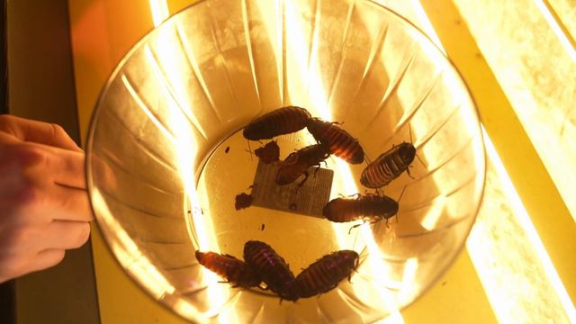 Форт Боярд - Выпускной 4 класс (полное видео)