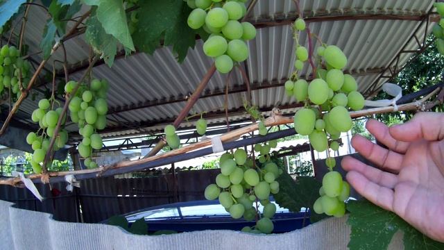 Окрашивание ягоды винограда