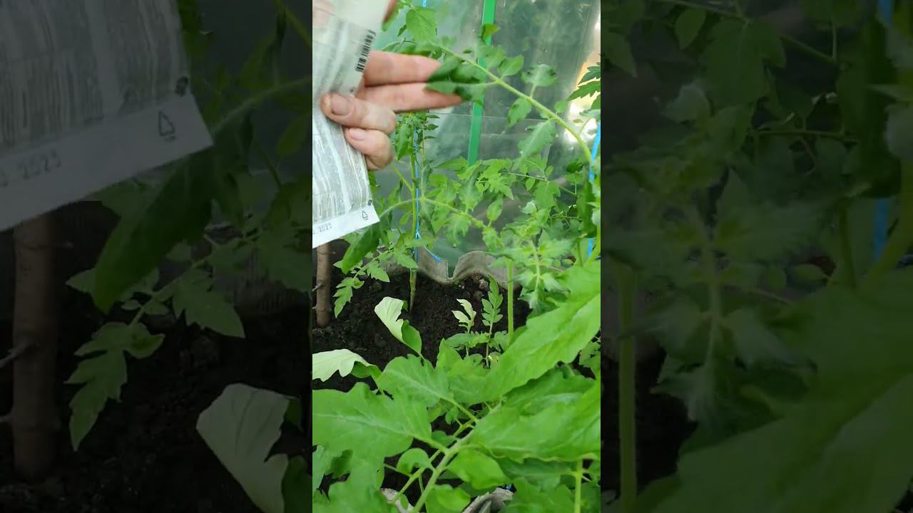 Завяли верхушки у помидоров...