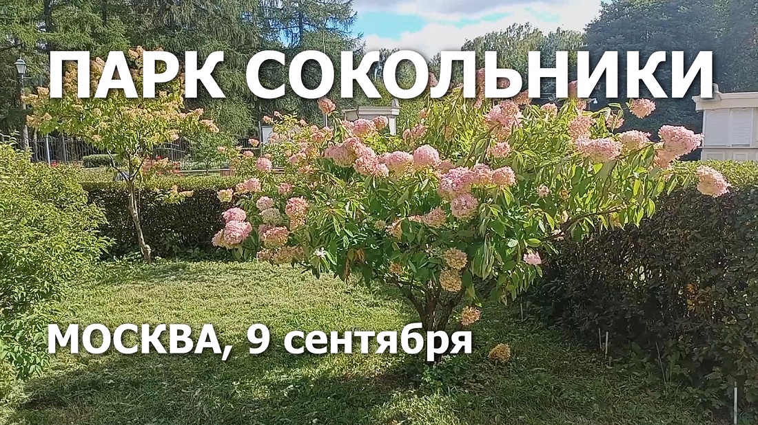 Сокольники. Большой розарий. Москва.