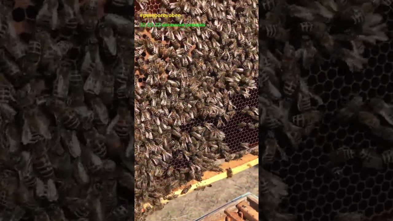 Первый осмотр после зимовки #pereborovobee #пчеловодство #bee #пчеловод #пасека #beekeeping #мёд