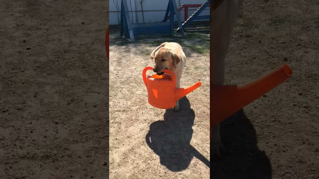 лабрадор, SHATSKIKH`s DOGS ХАРИТА