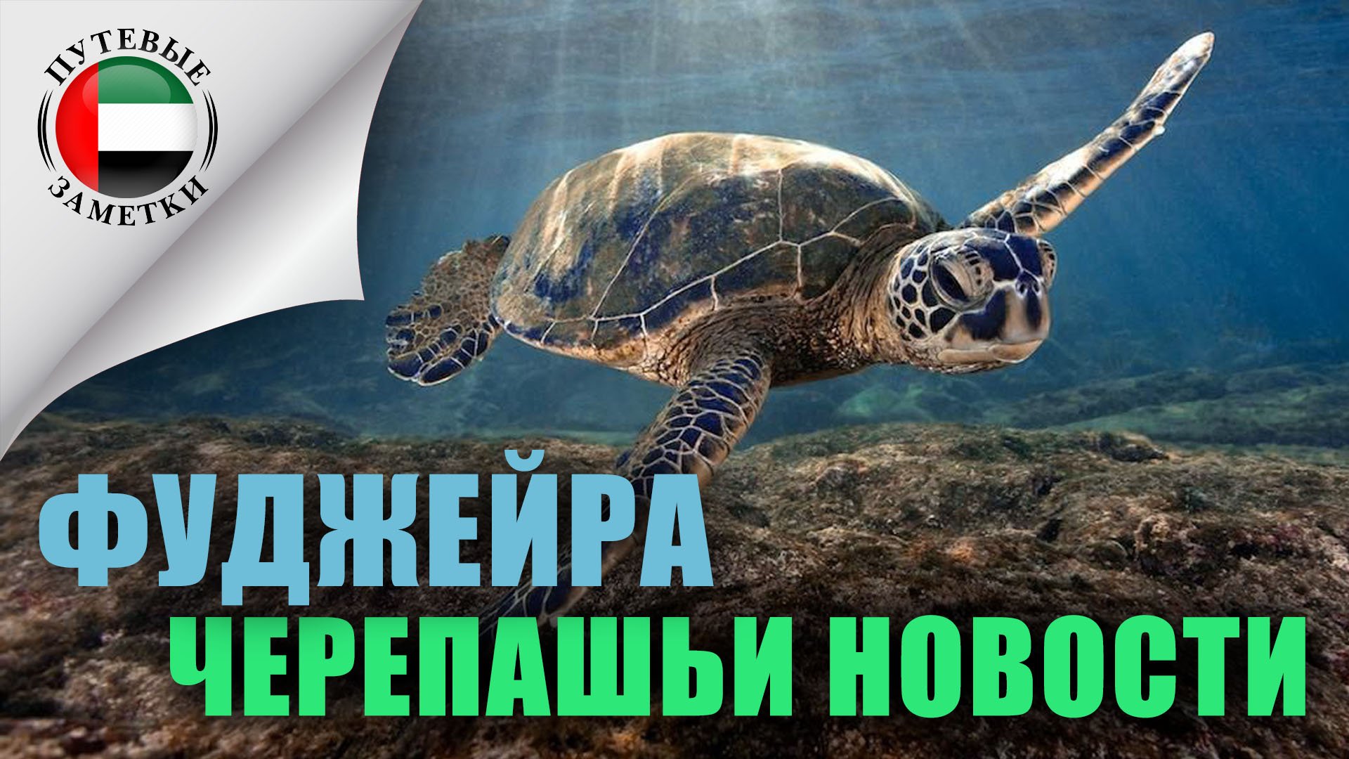 путевые НЕ заметки | О.А.Э. Черепашьи новости