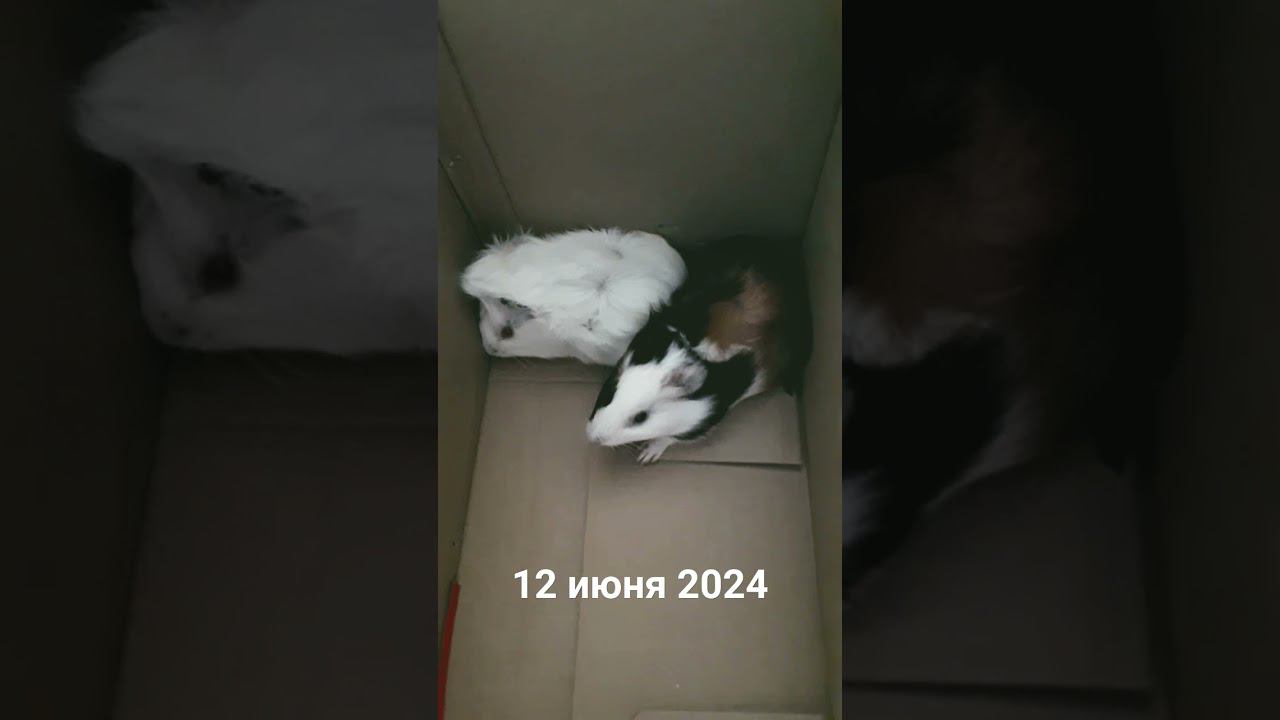 Заморские поросята