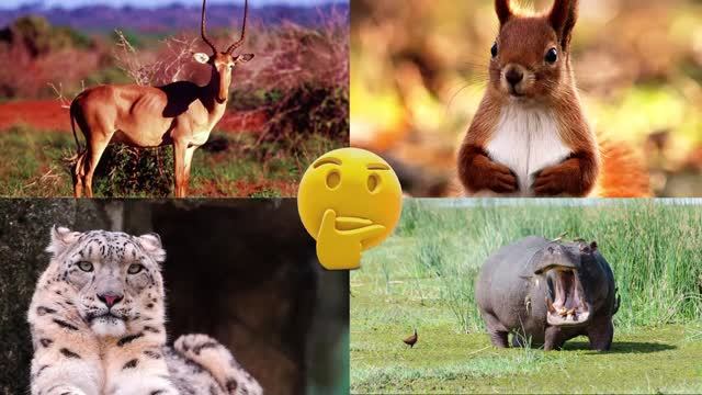 Развивающее видео для детей про животных | Угадай, где правильный ответ! | Выпуск 1