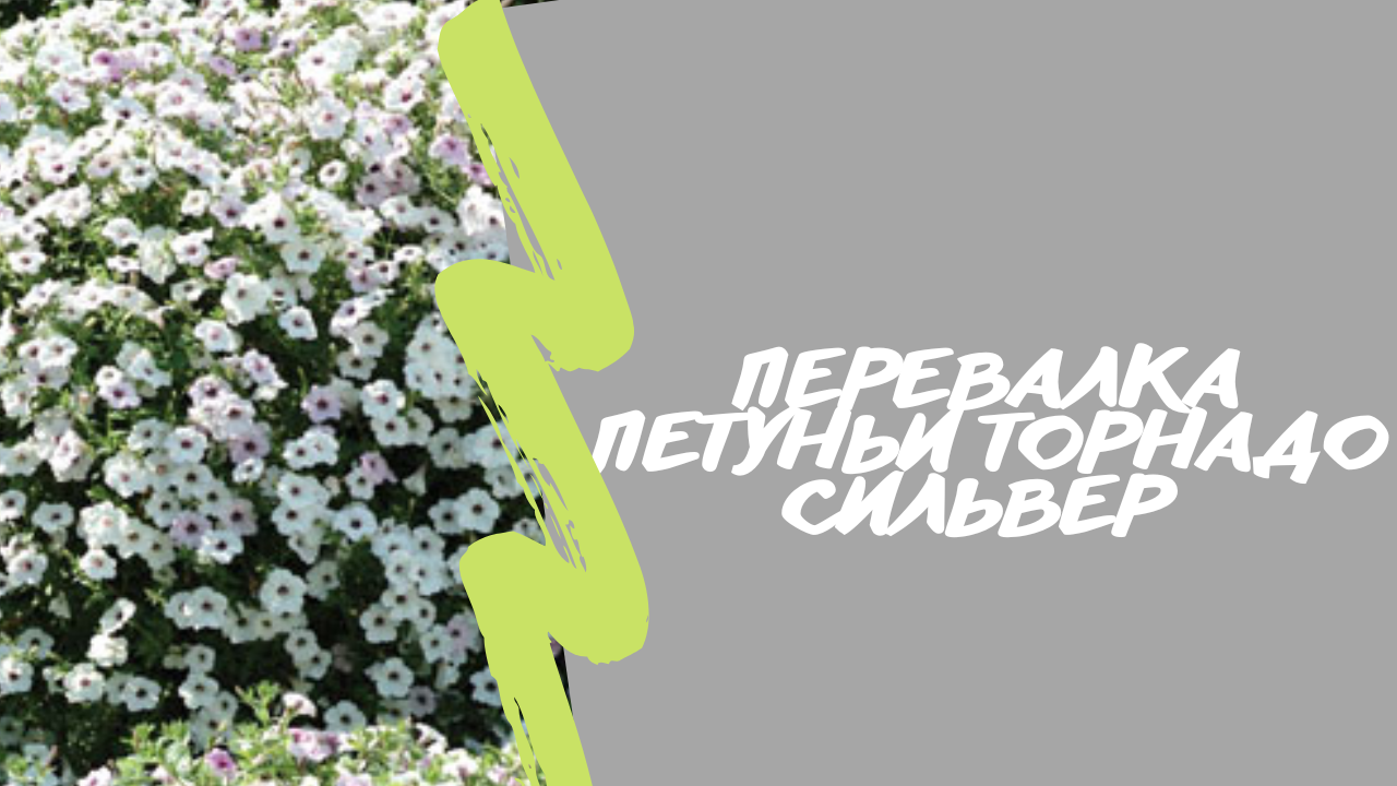 Перевалка петуньи? Торнадо Сильвер в большой объём.