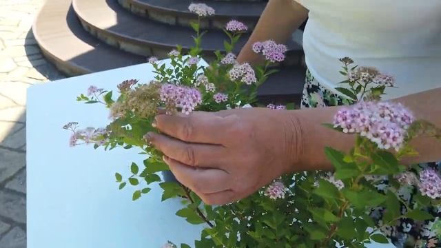 Как заставить цвести спирею второй раз