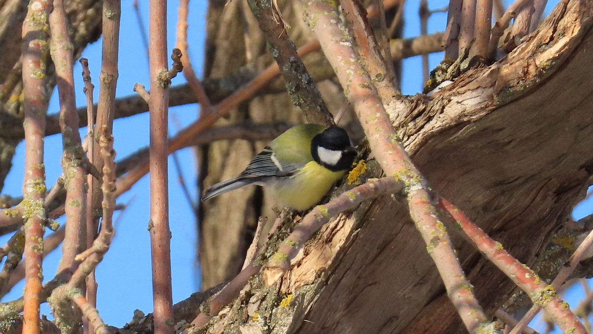 Большая синица зимой в природе. Шустрая птичка