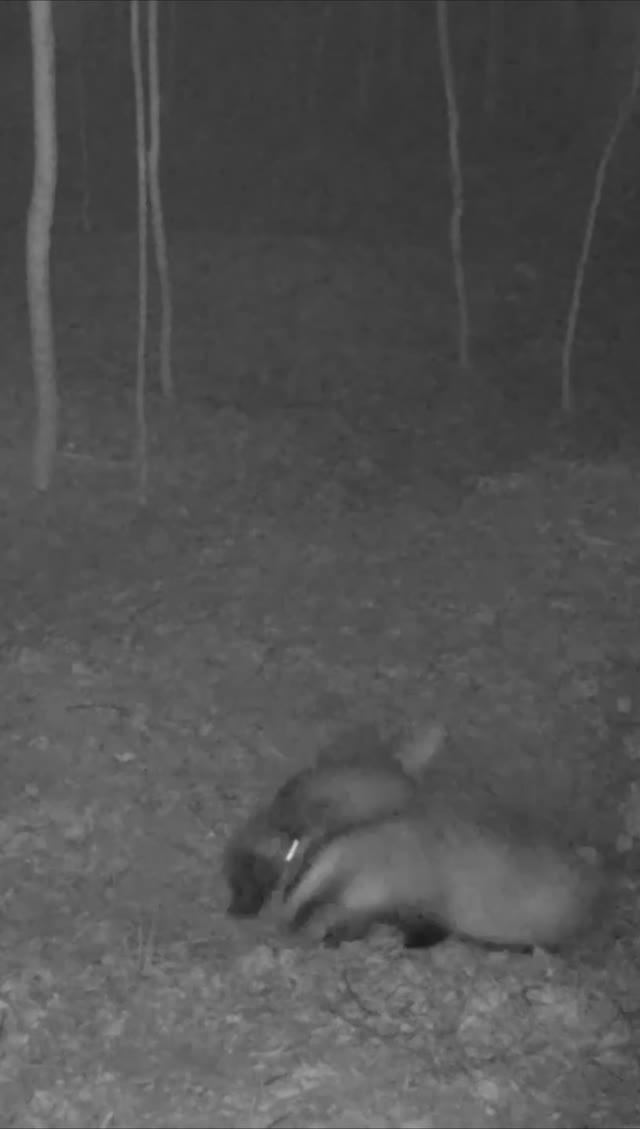 БАРСУЧЬЯ ЛЮБОВЬ