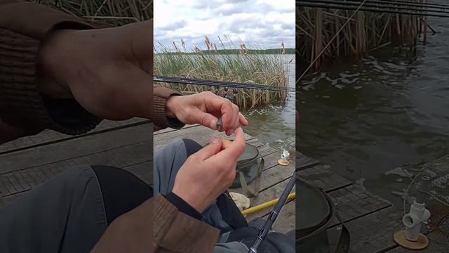 На эту снасть карась ловится всегда