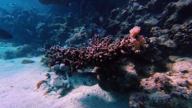 Нашли рыбу-Ёжа (Иглобрюх) 4К