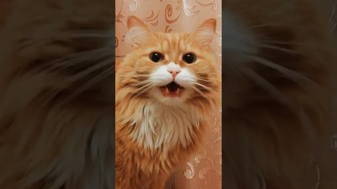 А музыка вас не увлекает? #животные #персик #кот #котики #служебныйроман