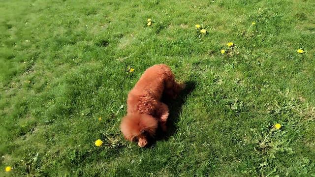 Наши Пудели 2022 г.