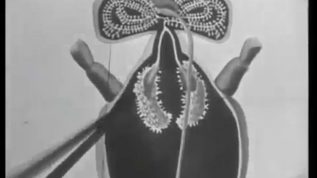 1 Пчеловодство учебный кинокурс 1967 г..mp4