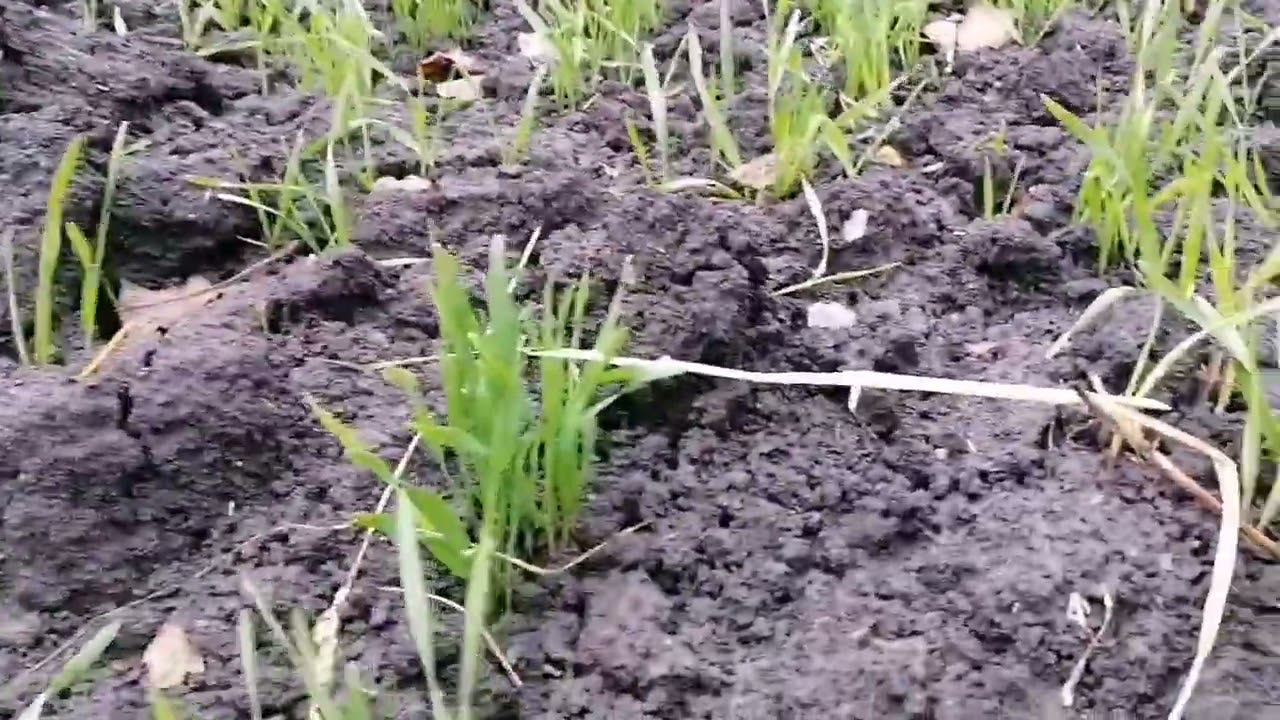 Посеянная сеялкой Пахарь озимая пшеница выросла вот так.