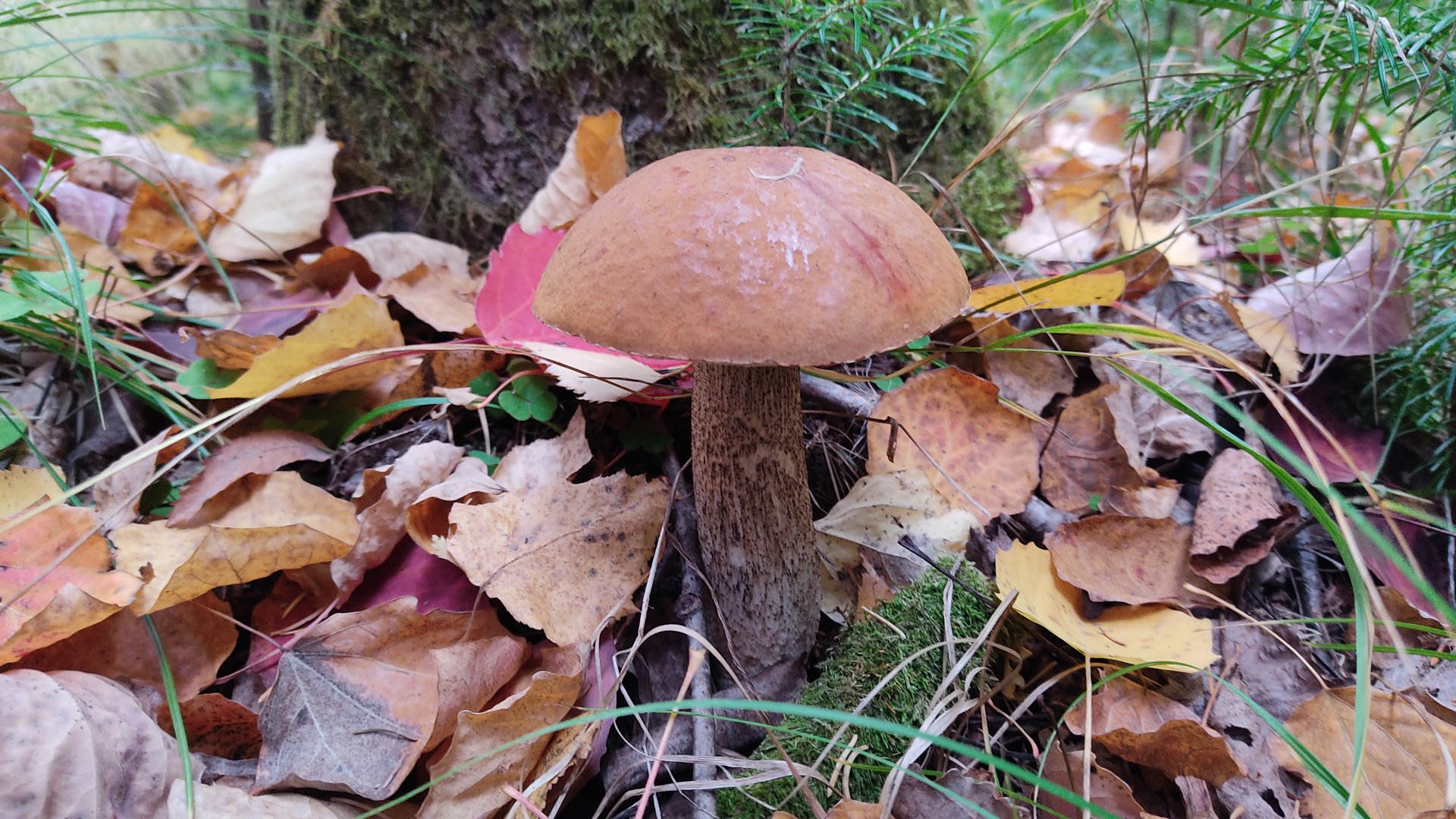 Места произрастания съедобных грибов. Подосиновая тихая охота. Грибалка