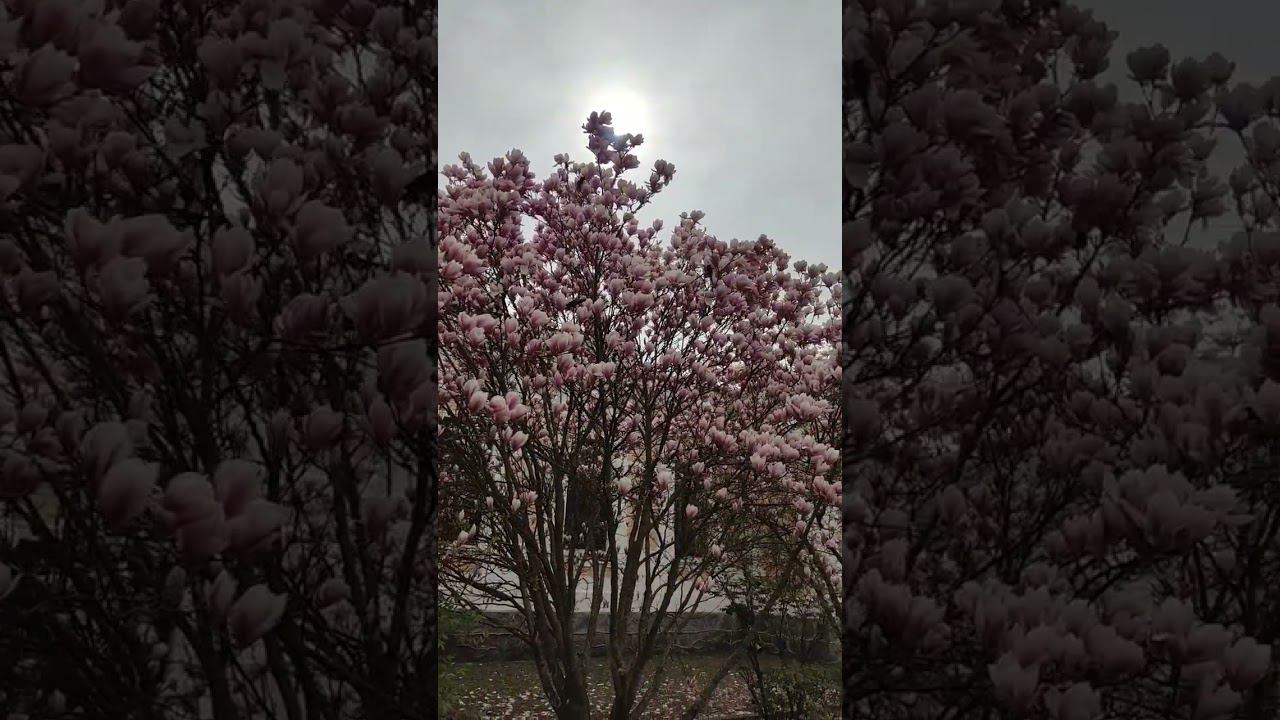 Магнолия.Томашовка.30.04.2023