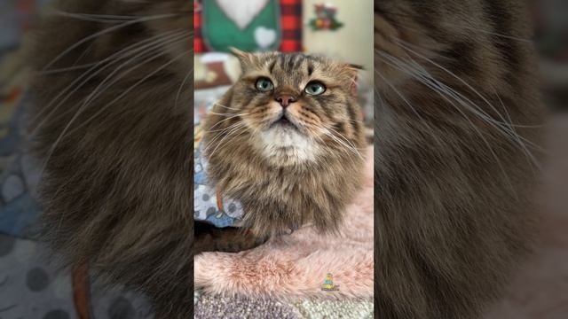 Ты Богиня!? #котики #животные #кот