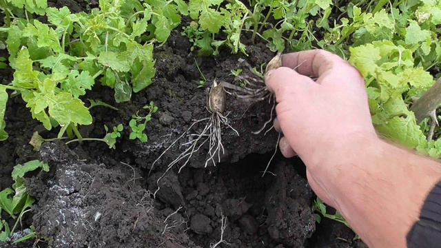 Прорастает ли до снега чеснок, высаженный в начале сентября (коротко)