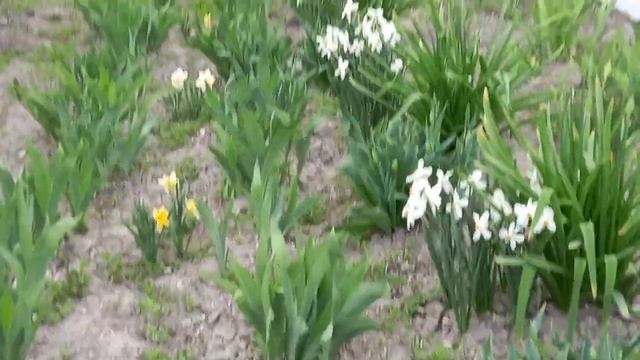 Весна берет свое.