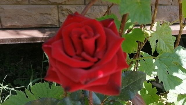 + роза чайно-гибридная сорта  Блэк Баккара два завитка.mp4