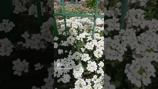 ❗Дарите женщинам цветы❗#shorts #short #shortsvideo #shortsvideo #nature #funny #природа #video