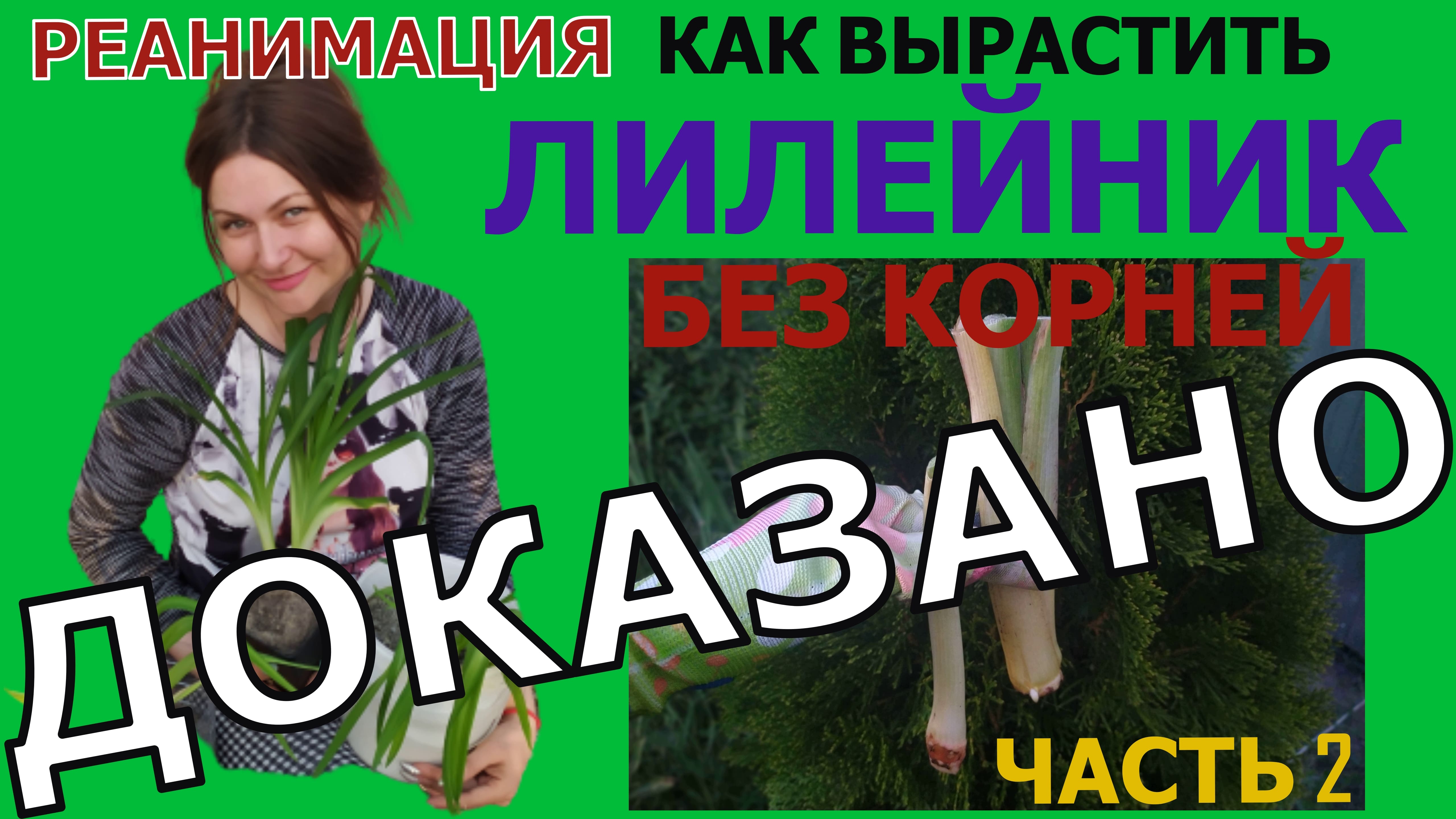 ЛИЛЕЙНИК НАРАСТИЛ КОРНИ за 3-4 ДНЯ,после ЭТОГО...часть2