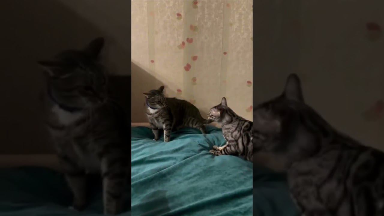 Смешные животные/ Мое кунг фу лучше  #shorts #животные #кошки #собаки  #животные