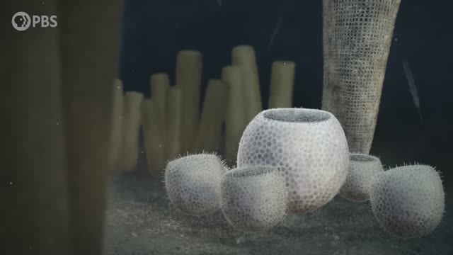 И снова губки заполонили Планету (The Second Time Sponges Took Over The World)!