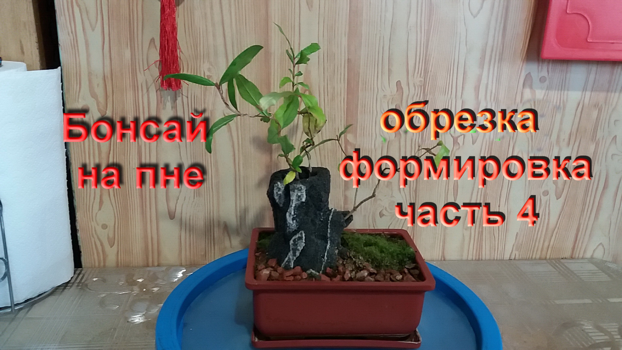 4..Бонсай на пне из граната обрезка часть 4