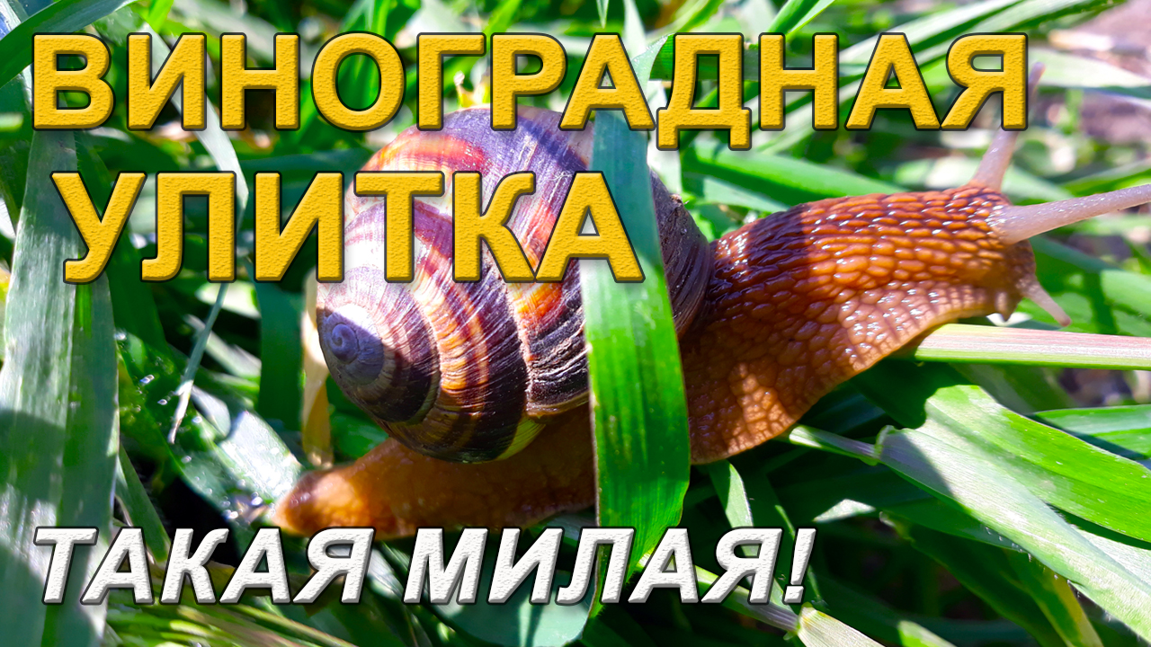 Виноградная улитка на нашем участке.