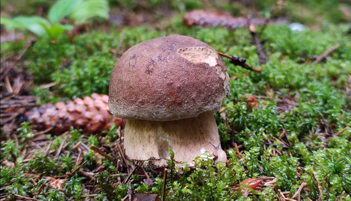 Белые грибы набирают обороты. /Белые грибы дубовый и еловый/ #грибы2022