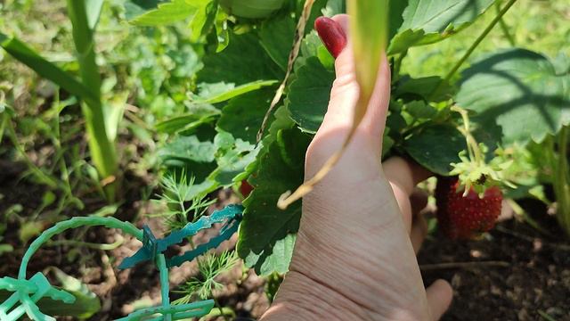 КОРОЛЕВА ЯГОД.Самая сладкая Виктория