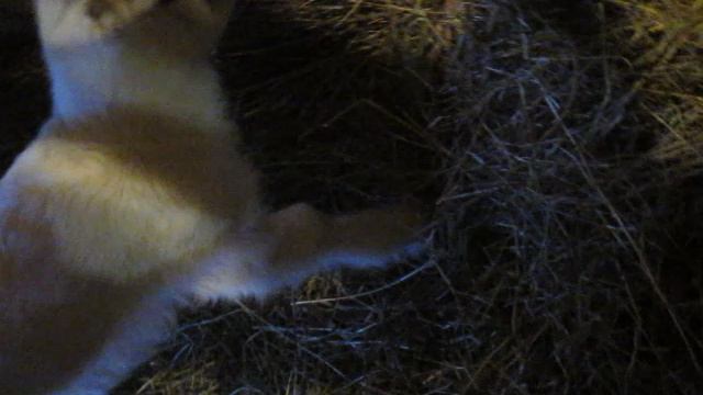 козя  залезла в кормушку и  заметила меня