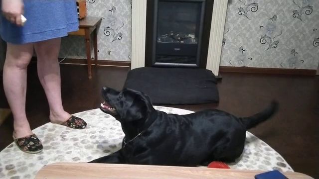 Лабрадор Акира. Клянчим вкусняшку!!!