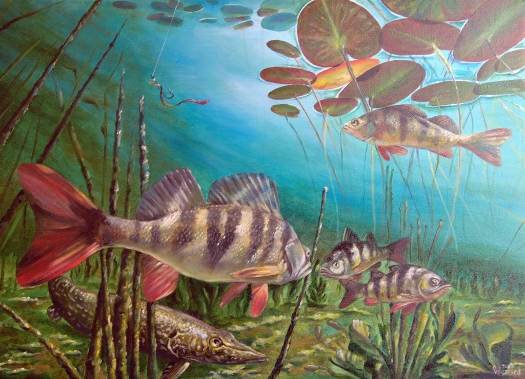 РЫБАЛКА С ВНУКОМ В МАЙСКИЕ  .  РЫБУ ОТПУСКАЕМ.