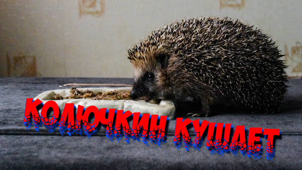 Ёжик по имени Колючкин кушает в домашних условиях ?